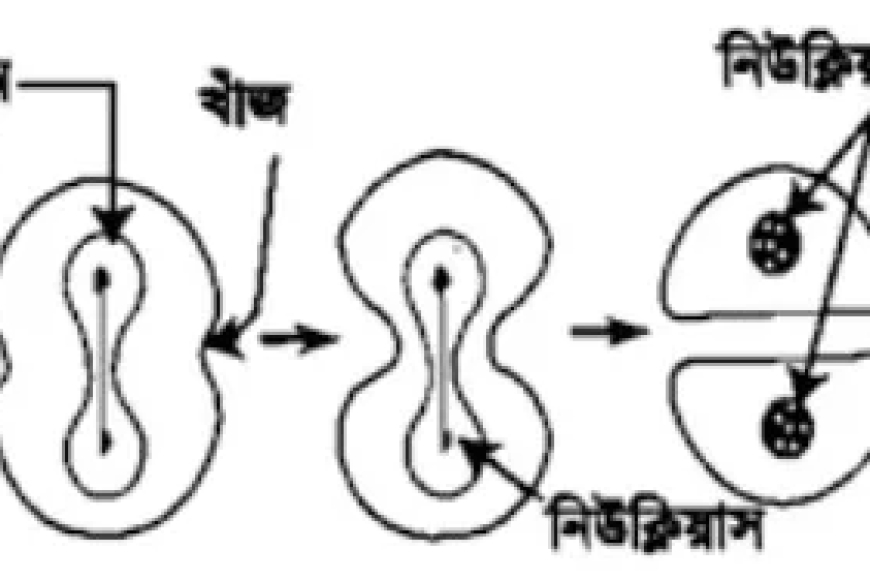 অ্যামাইটোসিস বা প্রত্যক্ষ কোষ বিভাজন / Amitosis or Direct Cell Division ...
